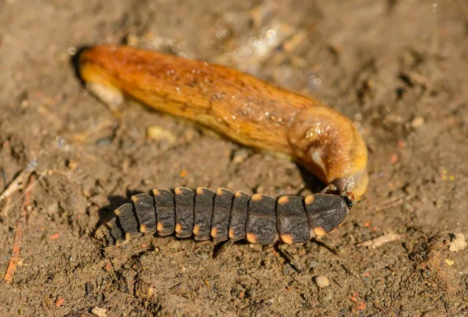 Warning signs that you have bad nematodes in your soil