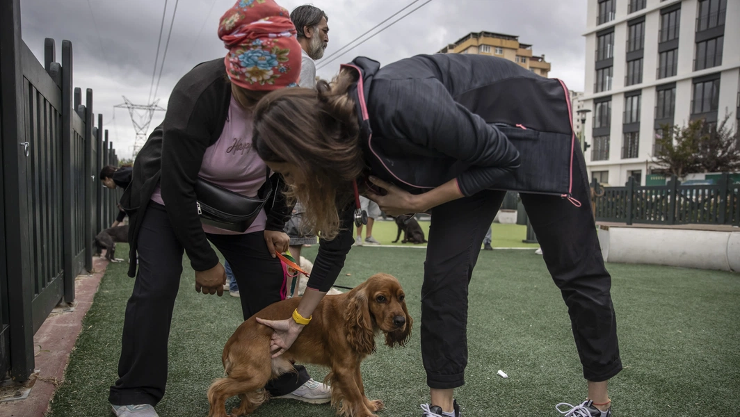 Finding the perfect dog sitter match for you