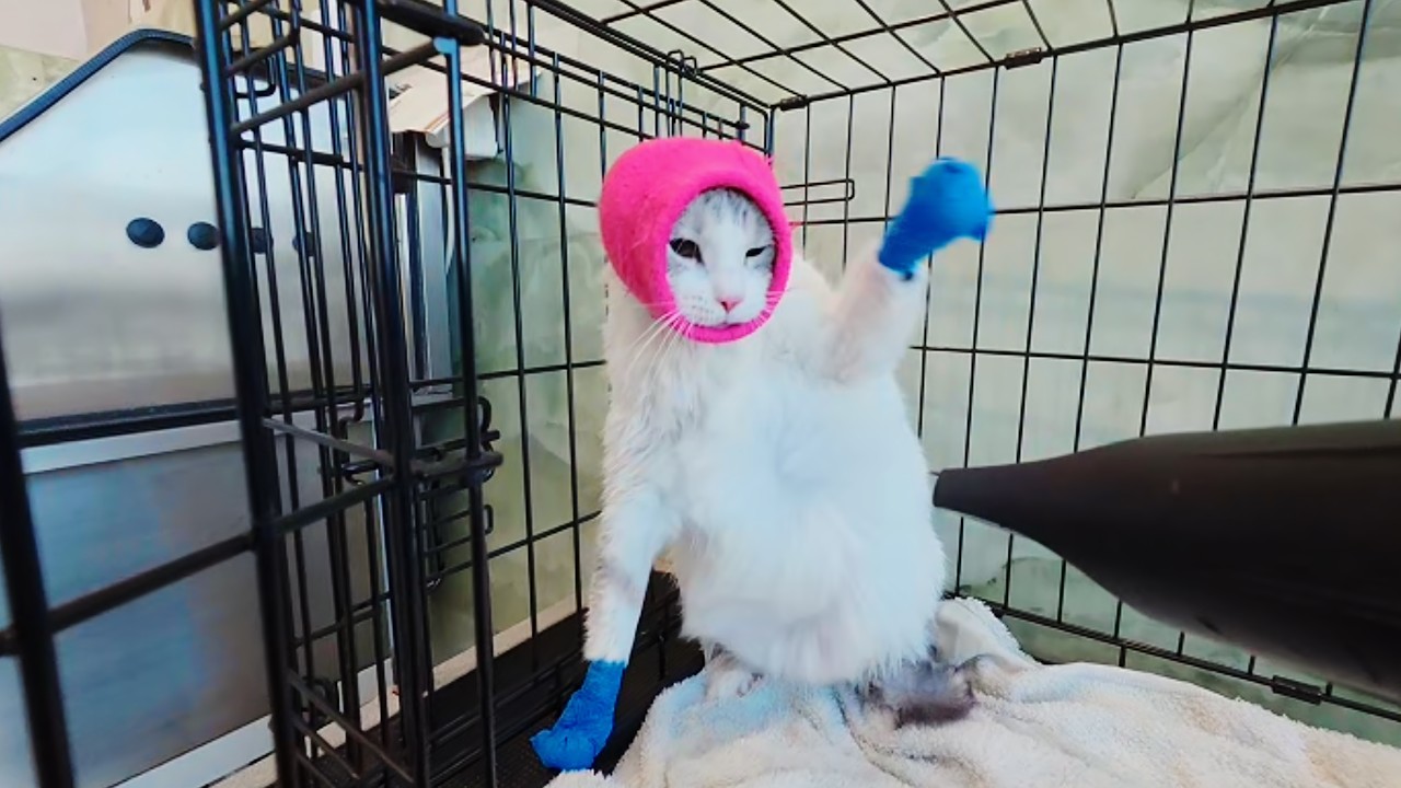 Luna became a boxer during drying 😹