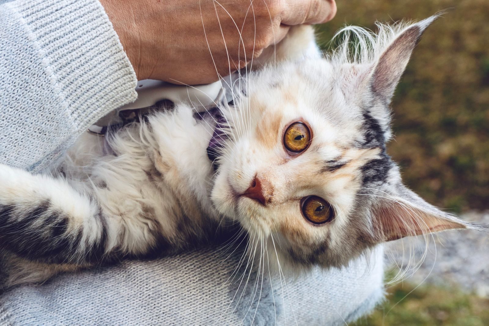 Why your cat craves gentle pets first thing in the morning
