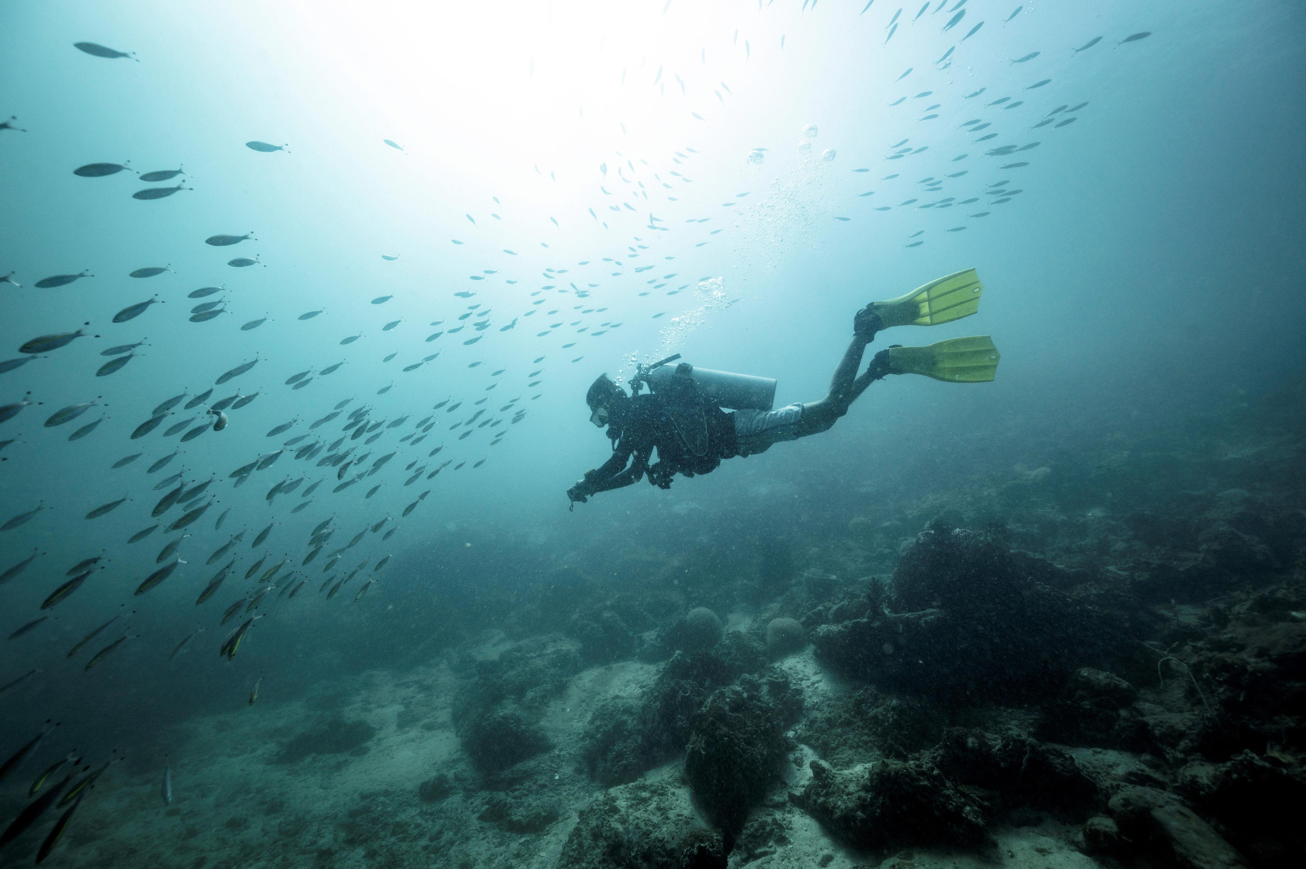 World Ocean Day: Stunning photos of life under the sea