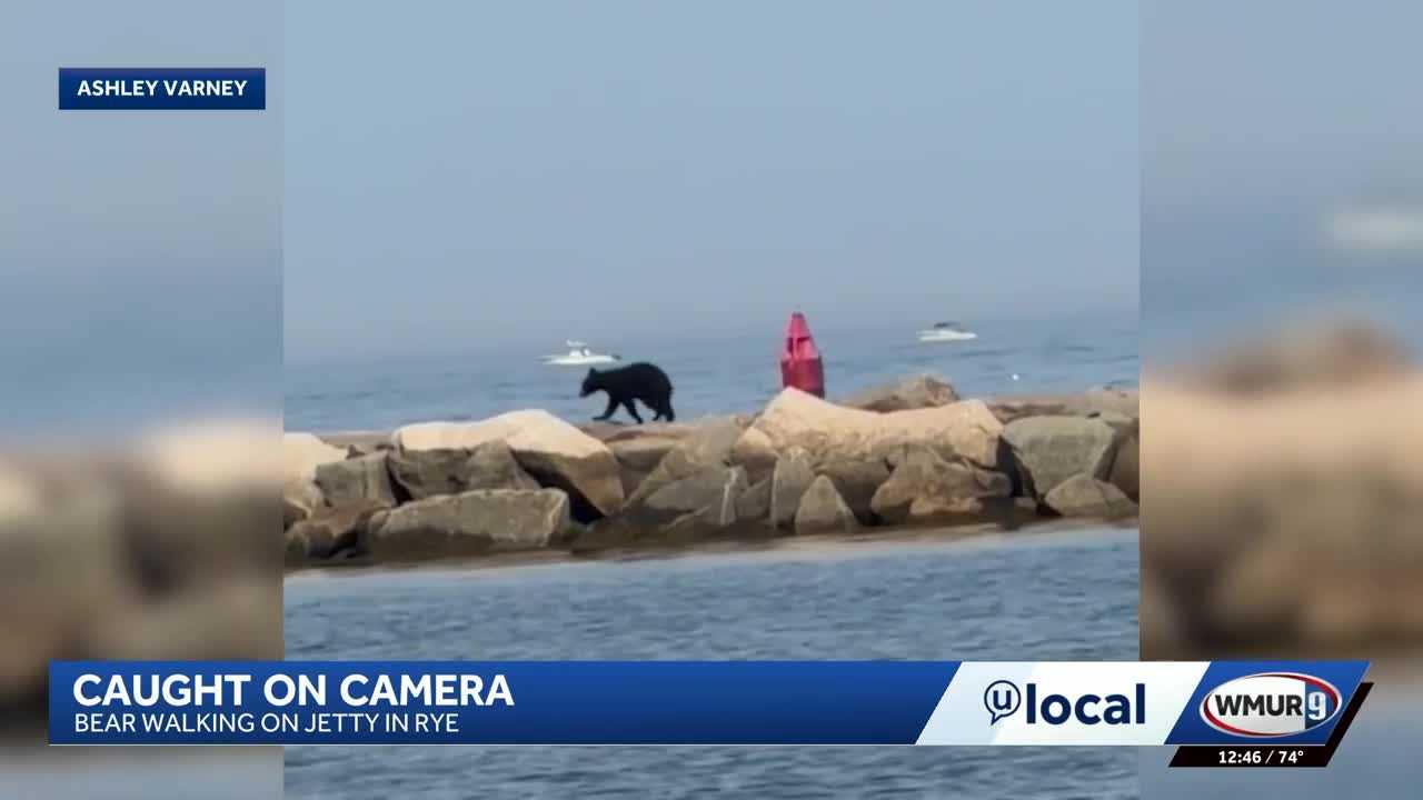 Bear spotted walking along jetty in Rye