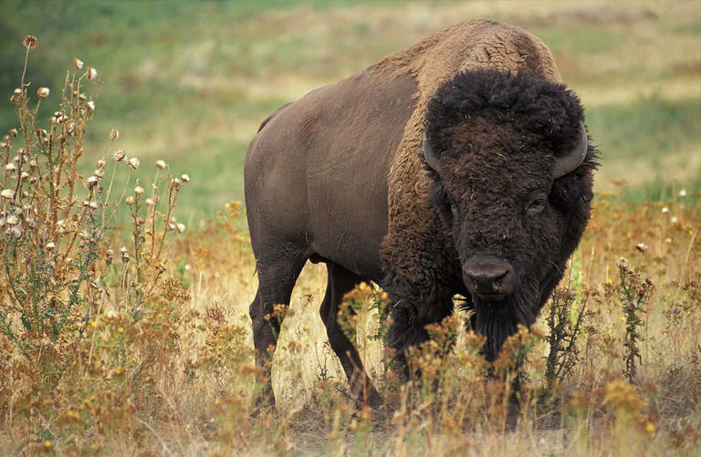 The deadliest animal lurking in every US state