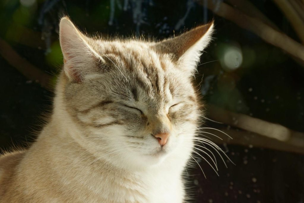 Are these everyday household smells stressing your cat?