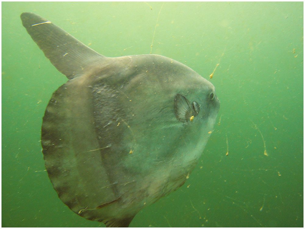 Why the ocean sunfish broke the rules of evolution