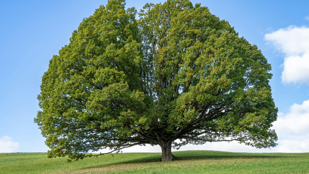 A single mature tree can absorb tens of pounds of carbon dioxide a year