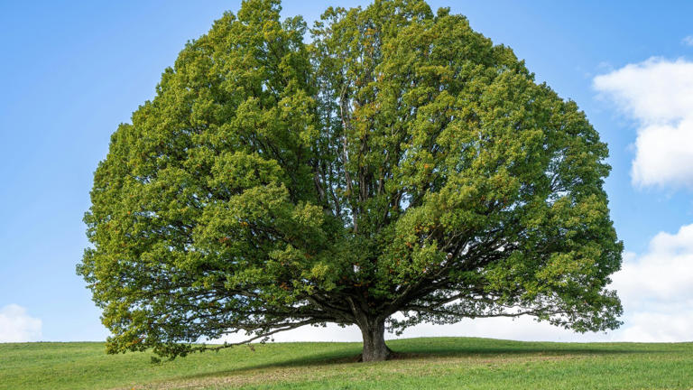 A single mature tree can absorb tens of pounds of carbon dioxide a year