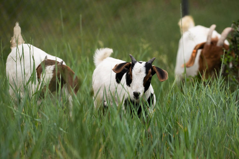 Baa-ad boy goat crew takes on weeds at jail