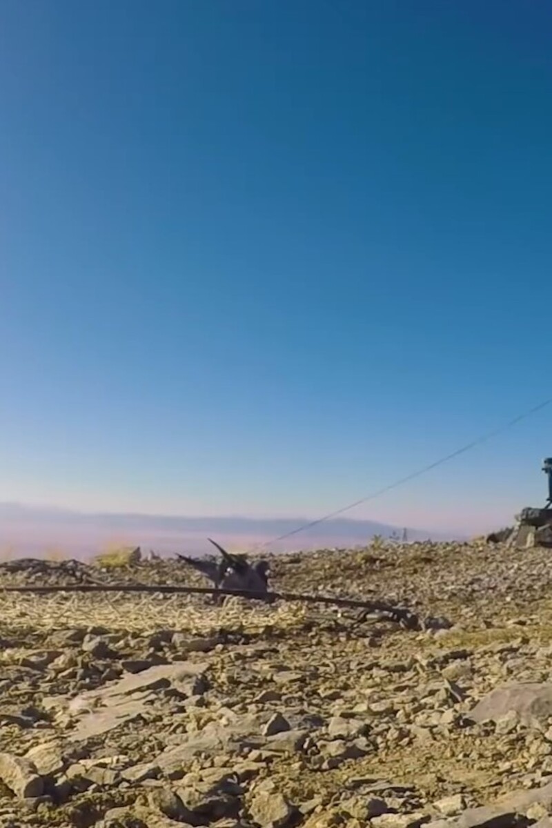 Tracking raptors high in Nevada mountains