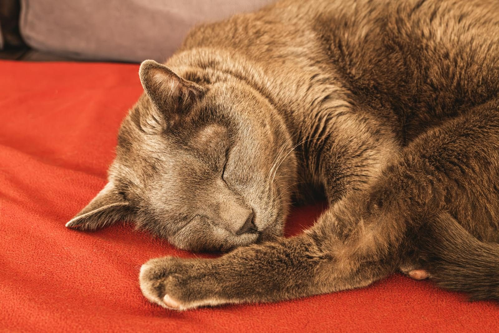 How to spot the quiet signs your cat is saying goodbye