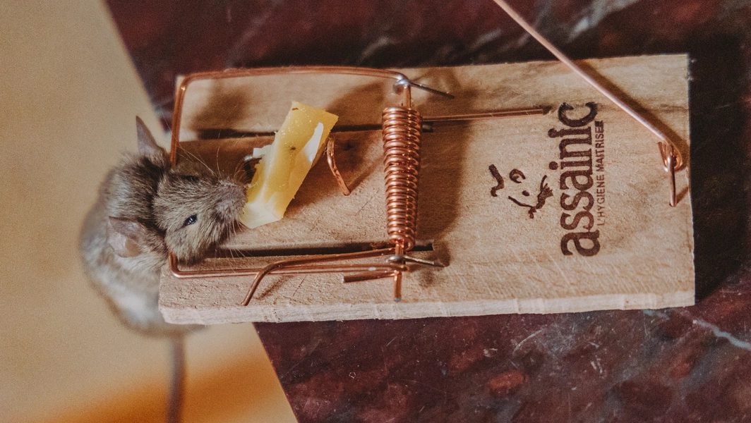 19 common mistakes that attract mice