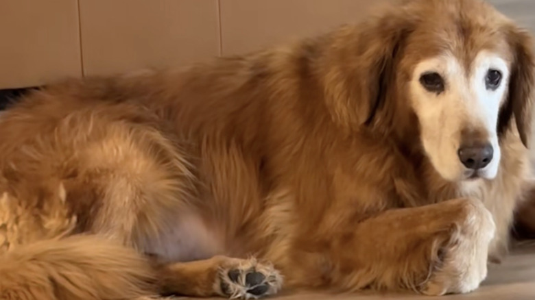 Senior golden retriever's unique white facial fur will make you do a ...