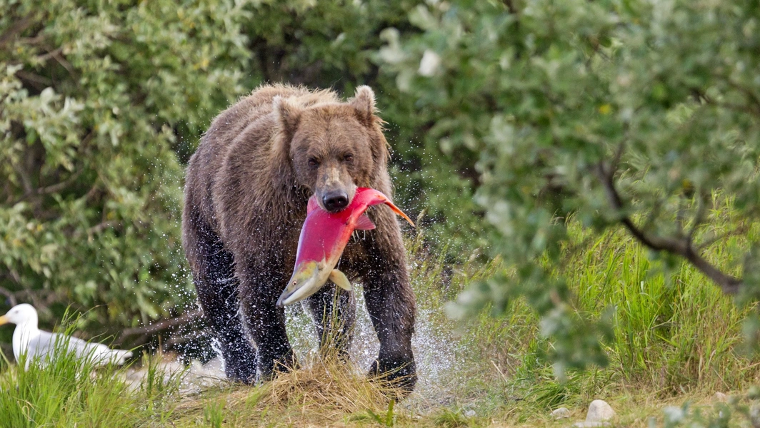 Grizzly attack survivor’s fundraiser nears half of $60K goal