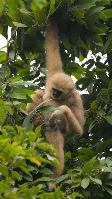 Jungle wildlife discovery in Thailand