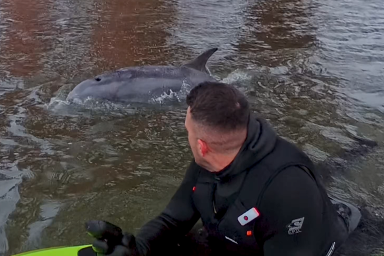 Watch incredible moment YouTuber surfs with 'Derek the dolphin' under ...