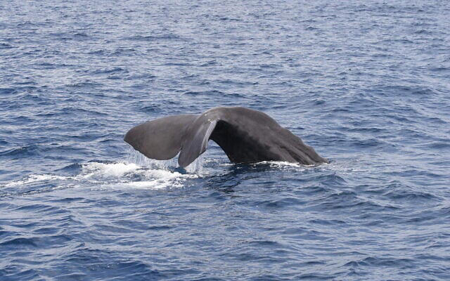 Haifa University researchers spot two rare sperm whales off southern coast