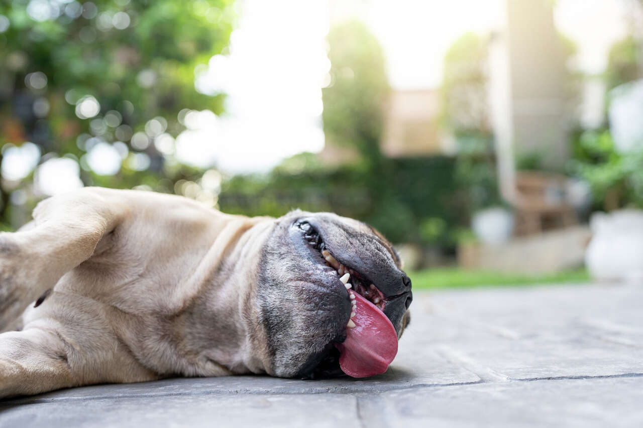 How hot is too hot for dogs outside in Michigan? What the law says