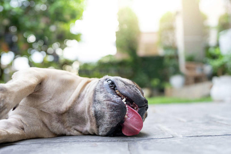 How hot is too hot for dogs outside in Michigan? What the law says