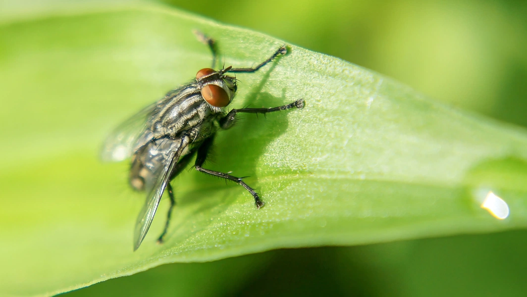Parasitic flies threaten birds and cattle in rare outbreaks