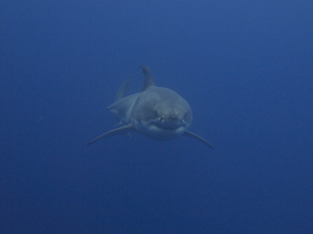 Why great white sharks are among the ocean’s most powerful predators