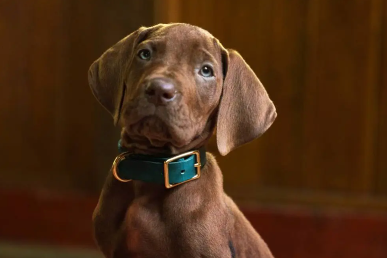 Scooby-Doo fans issue same complaint as live-action remake unveiled