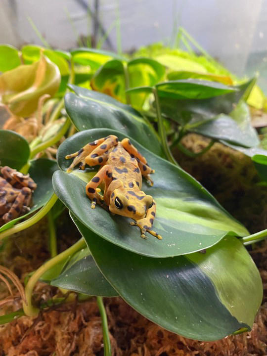 ZooTampa celebrates hatching of endangered Panamanian golden frogs