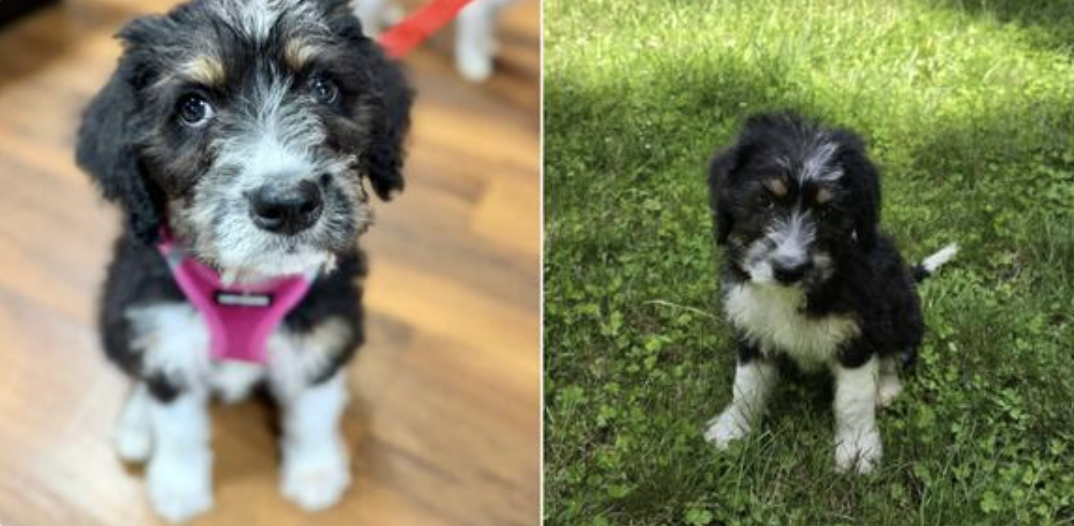 Sweet, cuddly, & good with everyone: 3‑month‑old Aphrodite just wants a ...