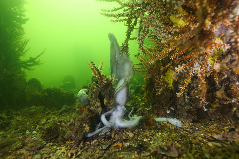 A year on, Australia’s biggest harmful algal bloom continues to wreak havoc