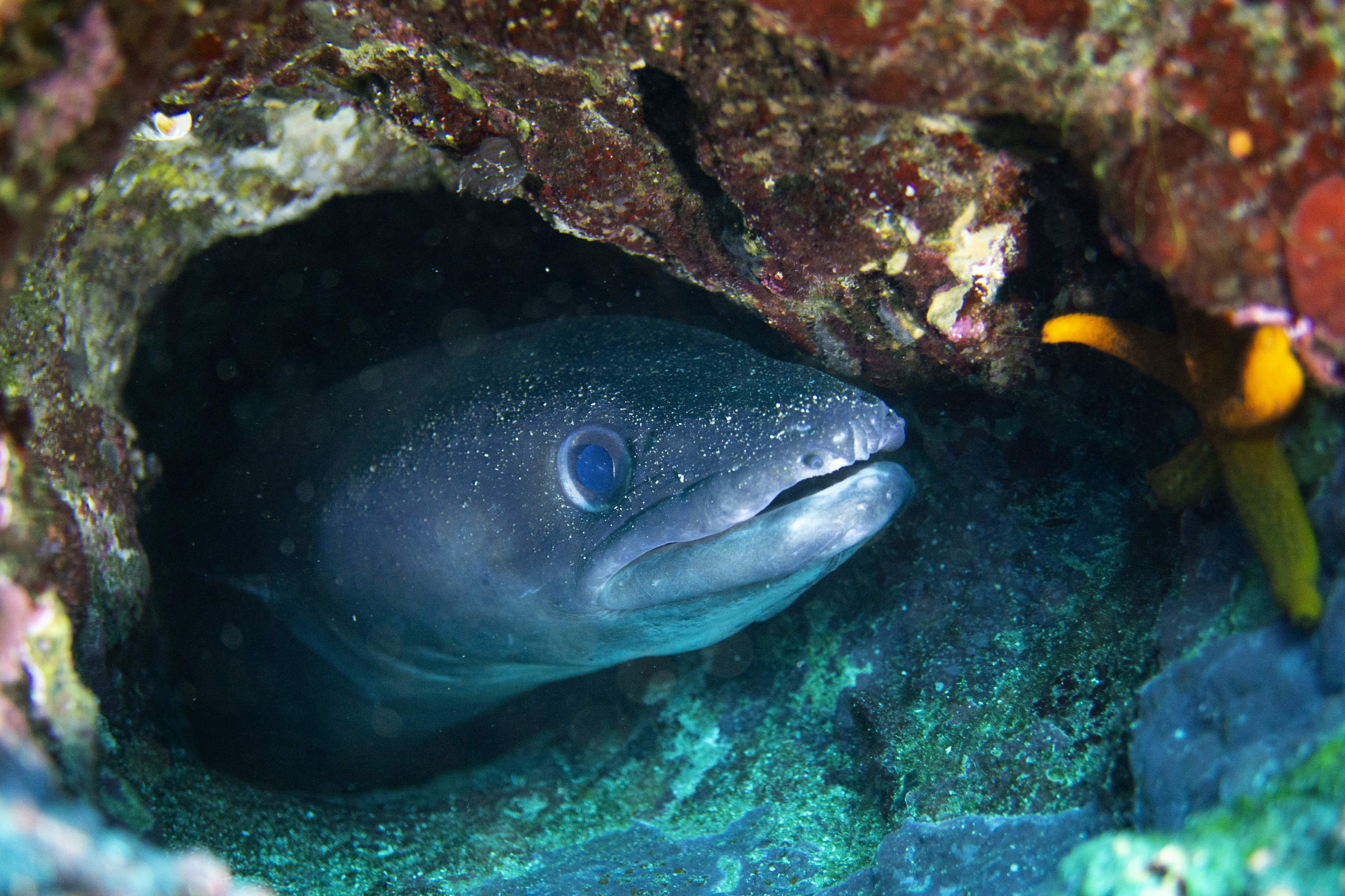 World Ocean Day: Stunning photos of life under the sea
