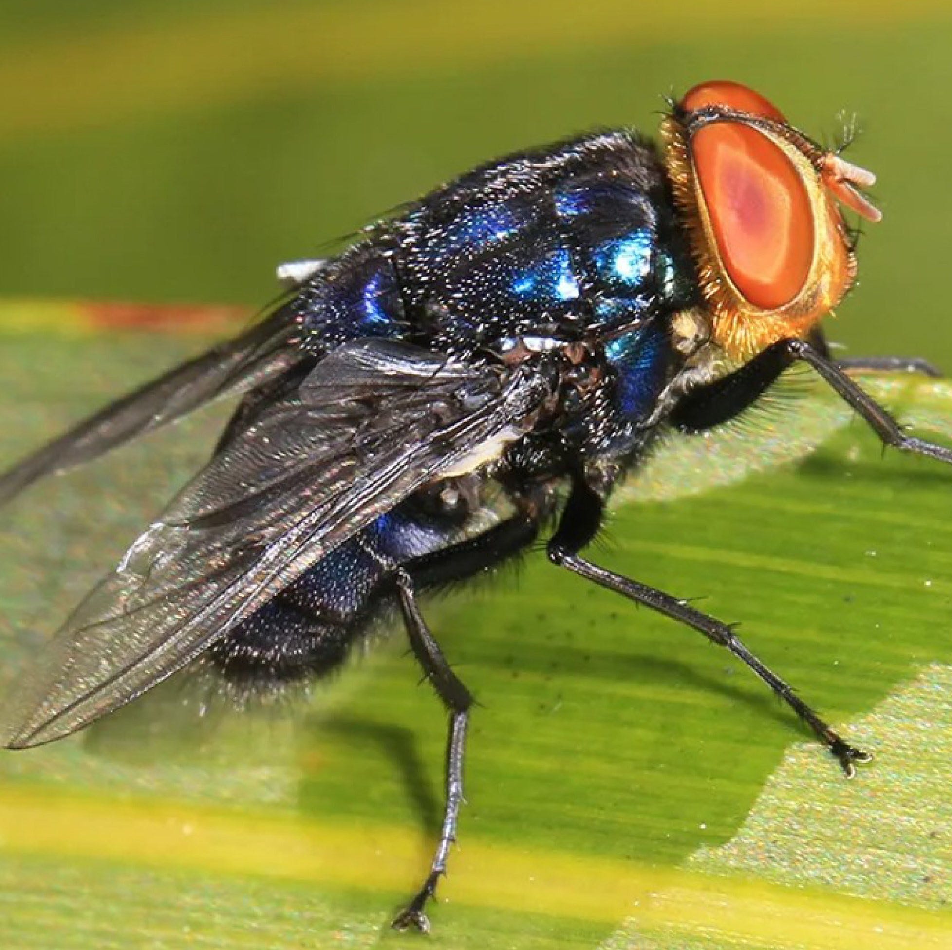 New World screwworm found in San Angelo area