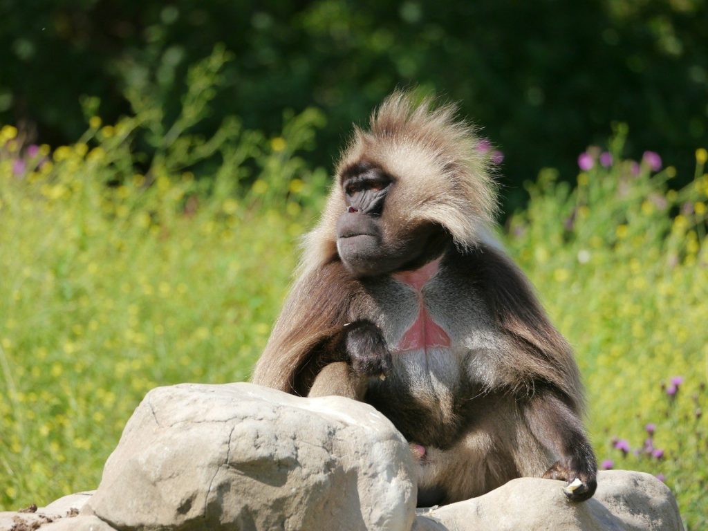 Why this fang-toothed monkey eats like a cow