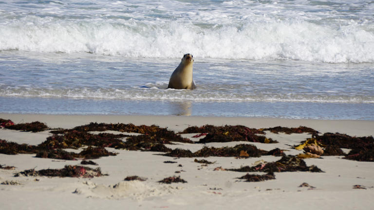 A year on, Australia’s biggest harmful algal bloom continues to wreak havoc