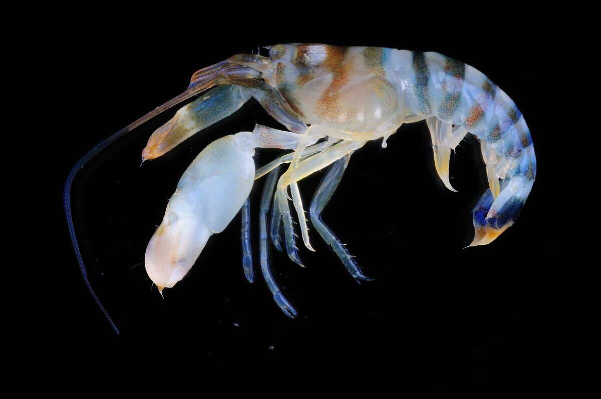 Meet the pistol shrimp, the ocean's loudest little creature