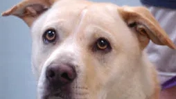 8 shelter dogs who overcame incredible challenges
