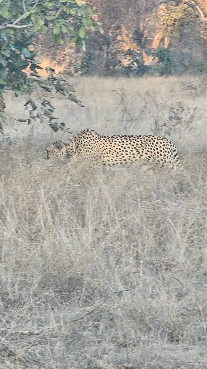 Female cheetah Veera, 15-month-old offspring reach Baran from Kuno