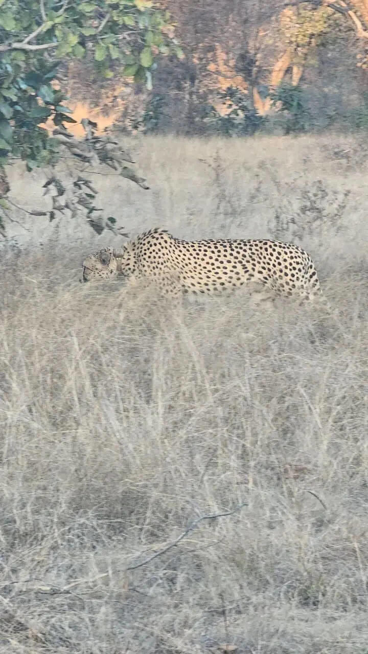 Female cheetah Veera, 15-month-old offspring reach Baran from Kuno