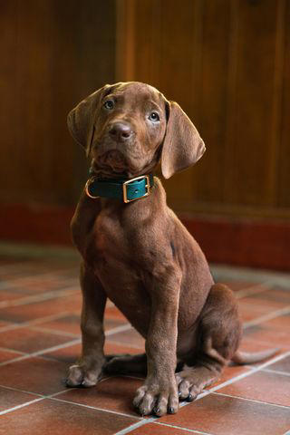 Scooby-Doo fans react to adorable dog actor cast to play Scooby in live ...
