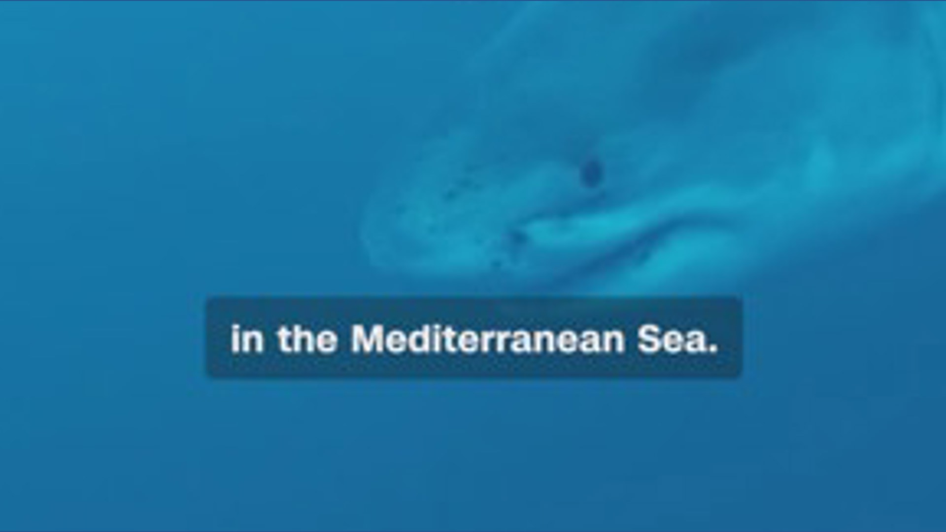 Great white shark filmed in Mediterranean Sea