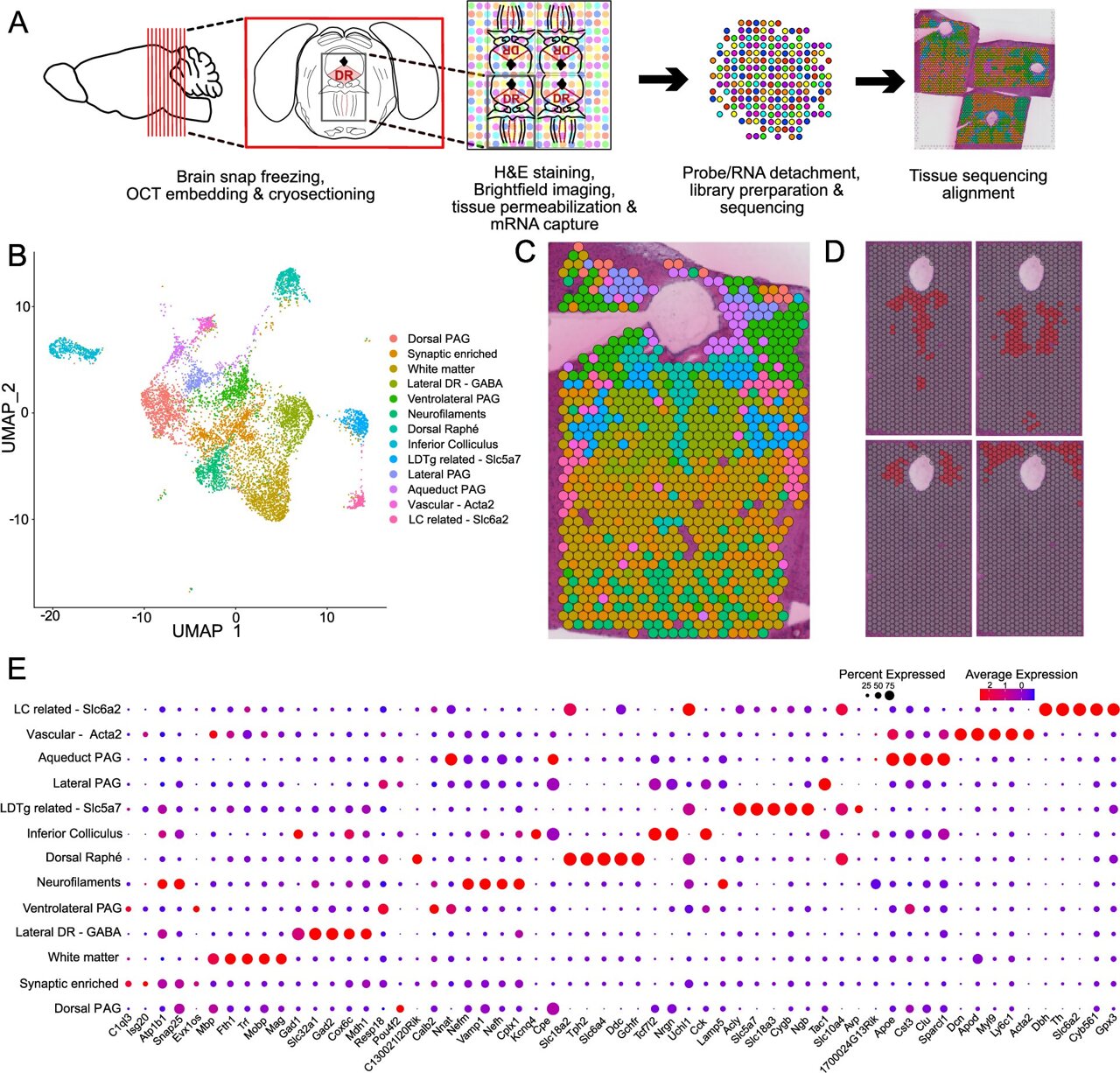 New map reveals how antidepressants reshape the brain's serotonin system