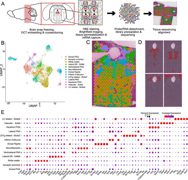 New map reveals how antidepressants reshape the brain's serotonin system