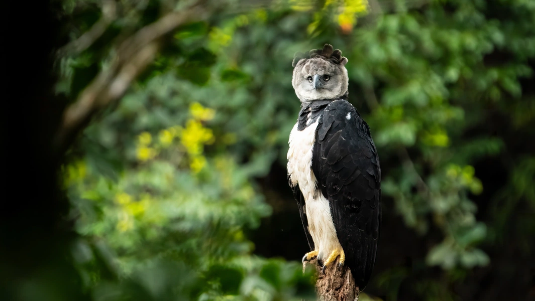 9 most dangerous birds