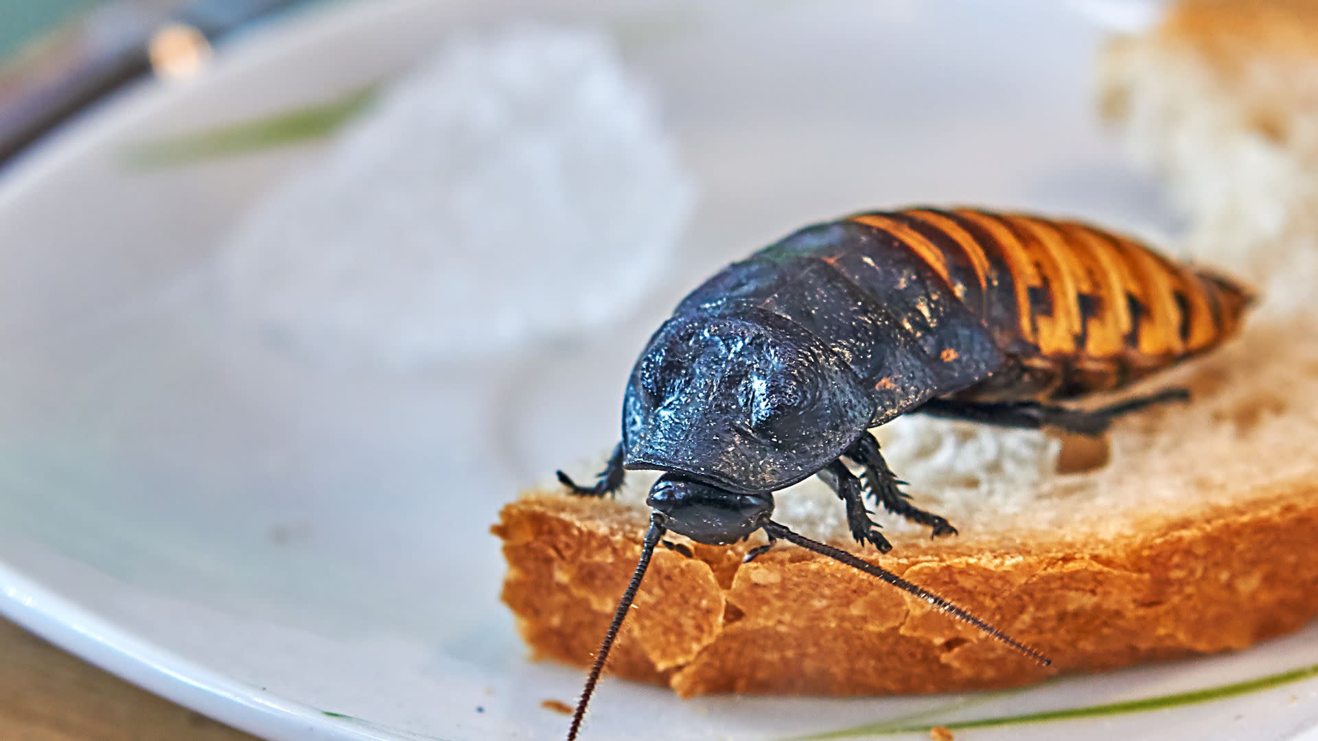 Australian officials seize 100,000 exotic roaches worth $140K in ...