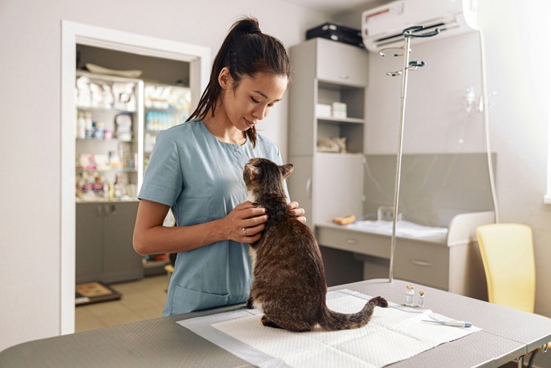 Vet office employee gets tired of hunting down coworker for handovers ...