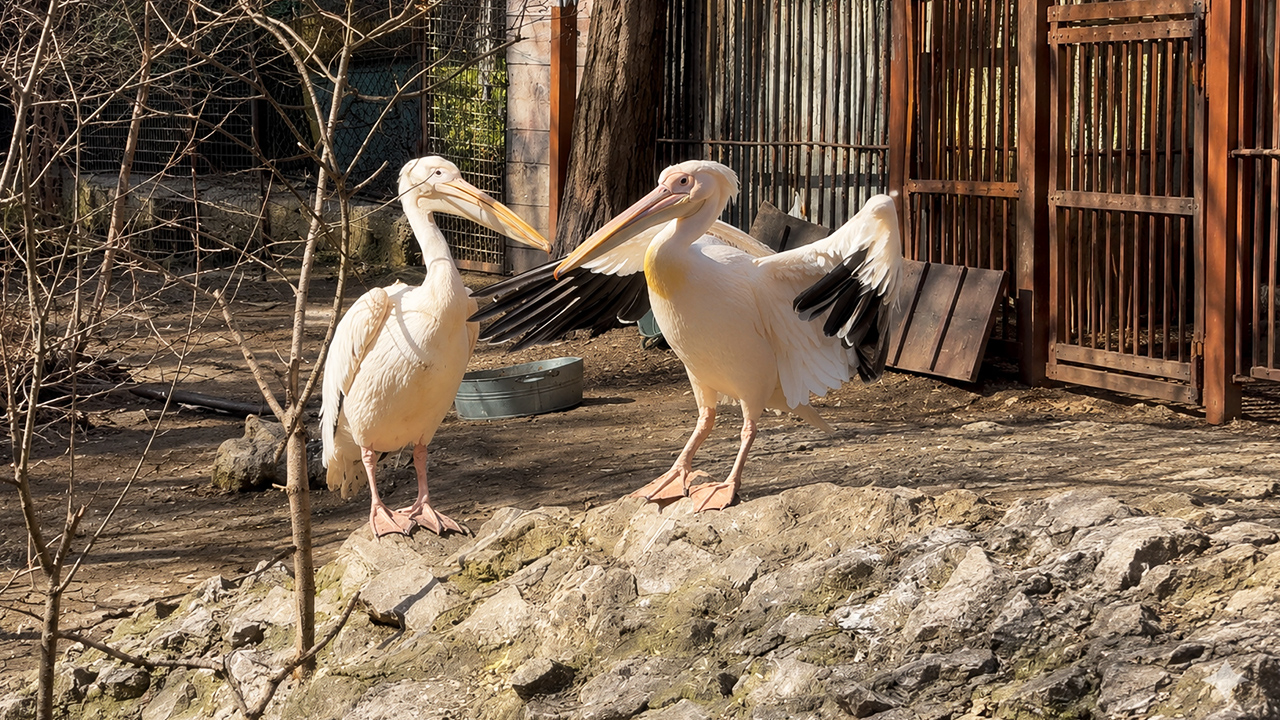Watch the fun moment when a pink pelican makes its presence known