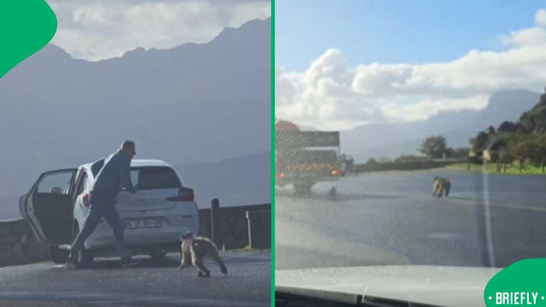 Western Cape man fights off baboons trying to get into his car as ...
