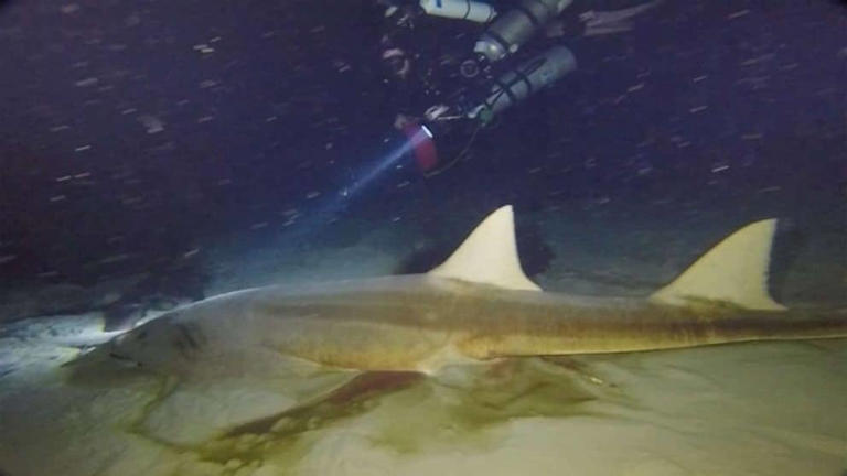 Divers entered one of the ocean’s mysterious blue holes and discovered ...