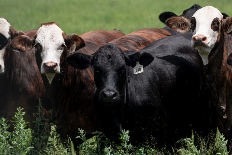 USDA confirms first screwworm case in New Mexico