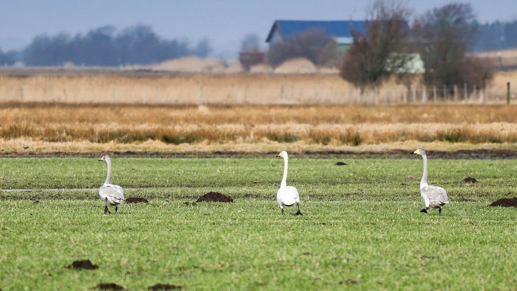 How swan lovers are saving their feathered friends