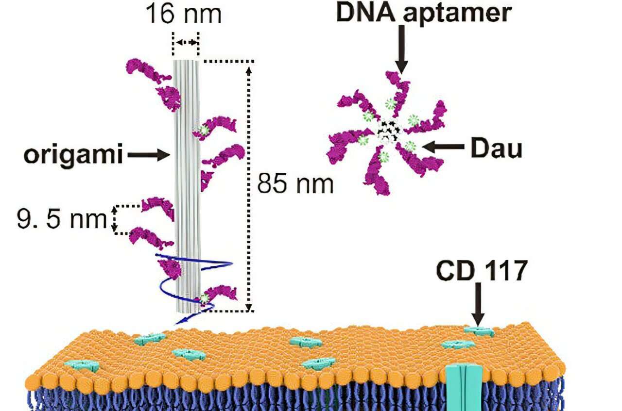 Left-handed DNA tubes double cancer drug killing by boosting cell uptake