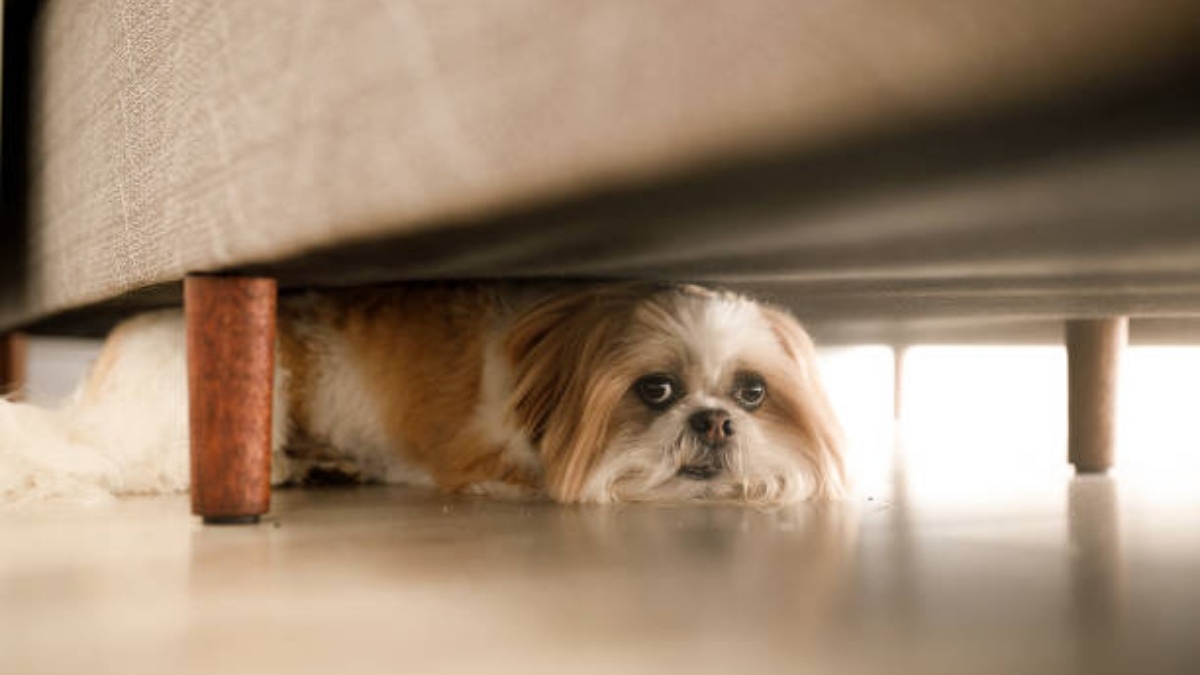 If your dog does these 12 things, it means he's very angry with you